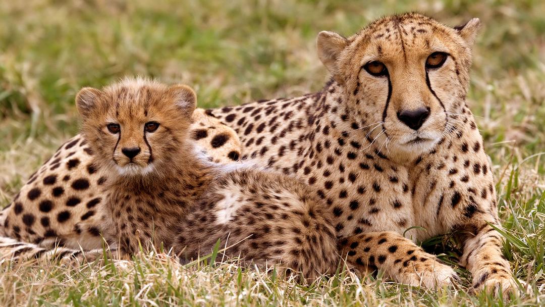 Bébés animaux : 56 animaux et leurs petits
