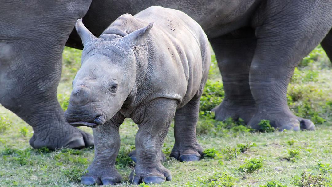 Bébés animaux : 56 animaux et leurs petits