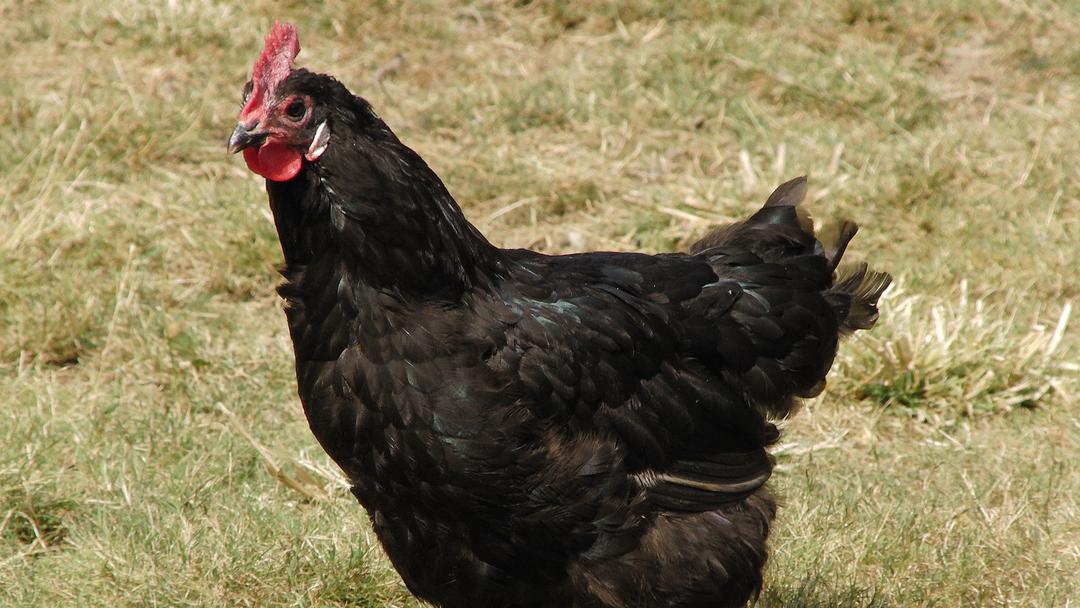 Top 20 des races de poules les plus remarquables