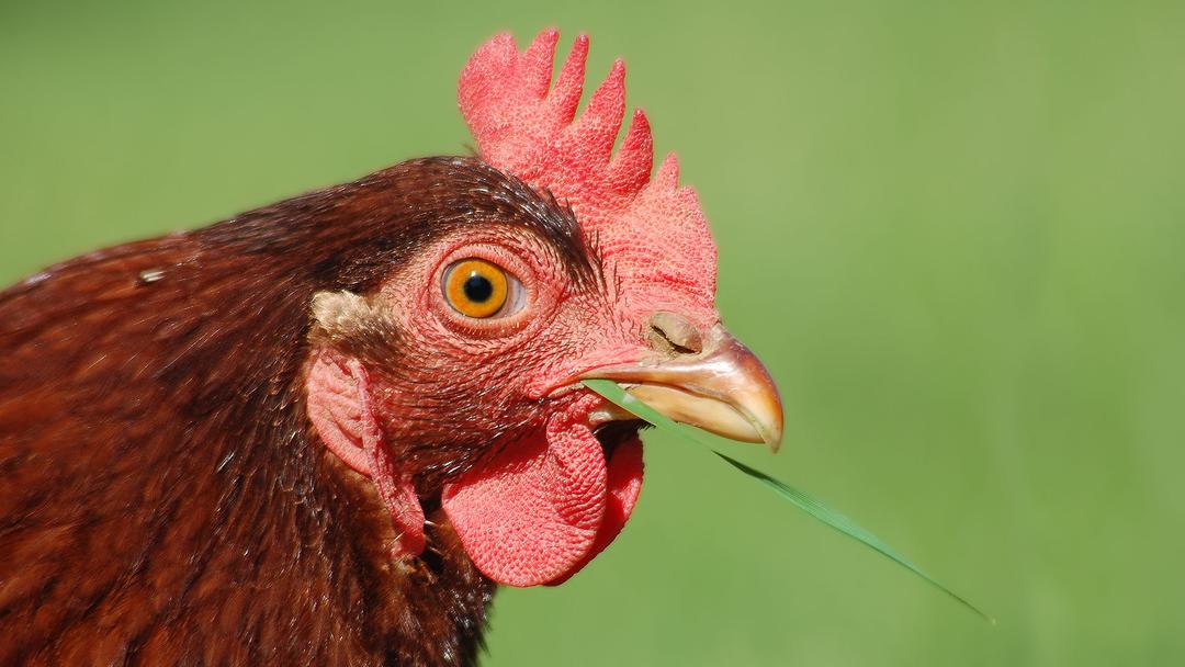 Top 20 des races de poules les plus remarquables