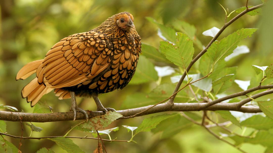 Top 20 des races de poules les plus remarquables
