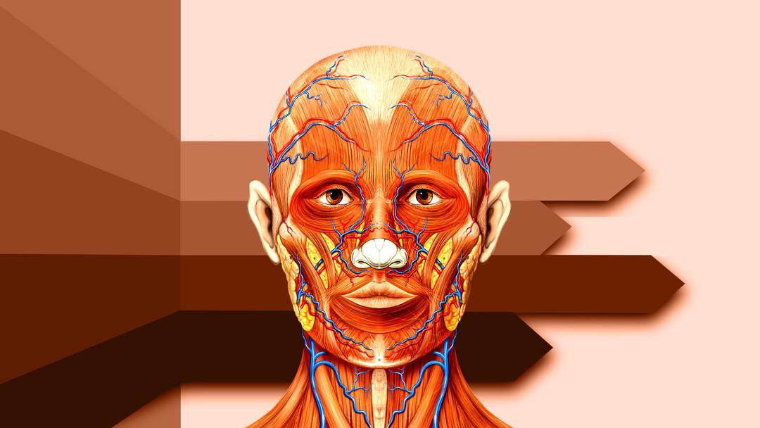 Anatomie de la tête en 10 illustrations