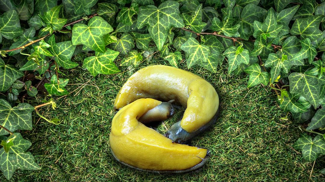 Quand les animaux optent pour le jaune