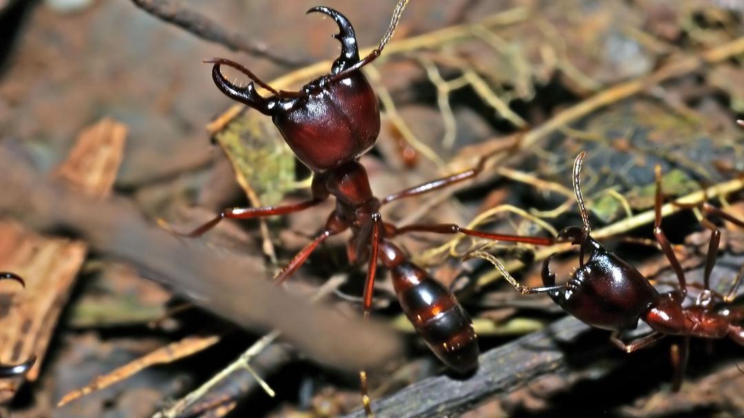 Le monde fascinant des fourmis