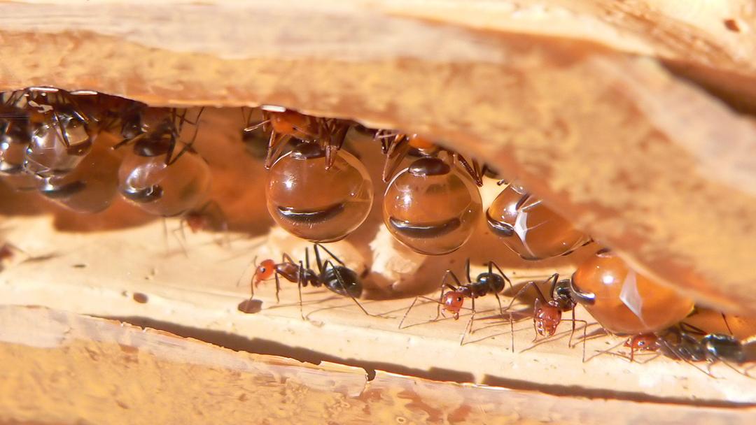 Le monde fascinant des fourmis