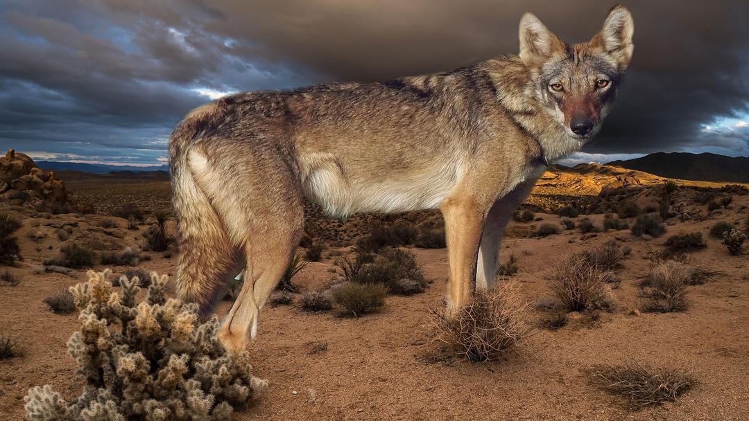 Le loup, un animal fascinant