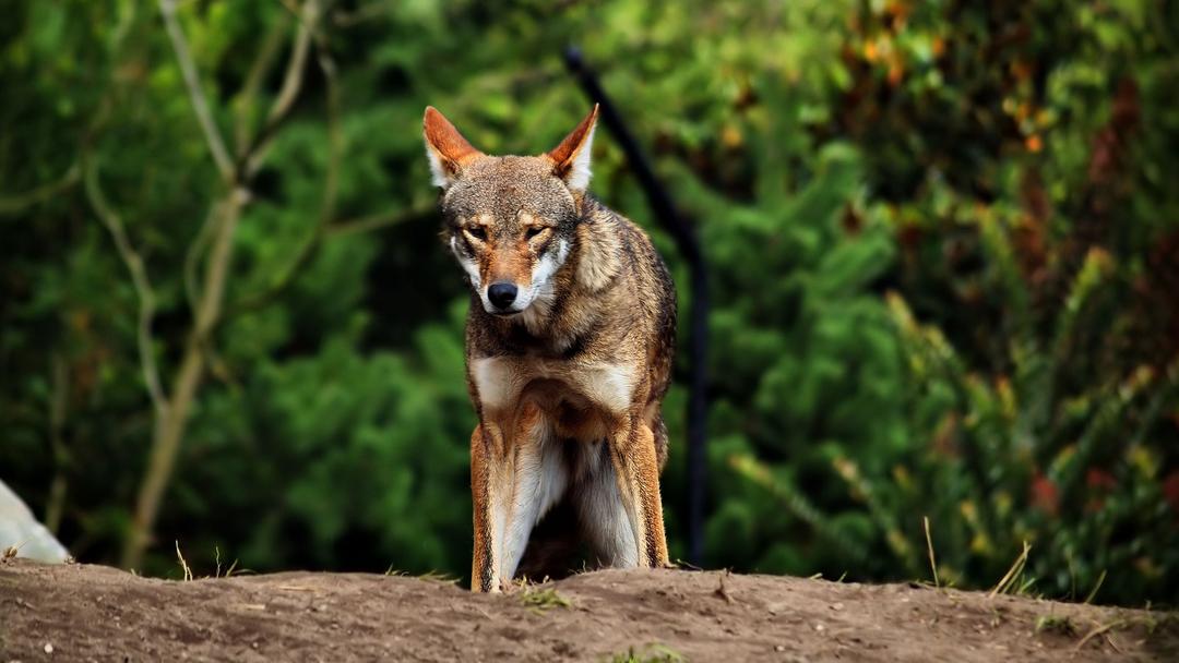 Le loup, un animal fascinant