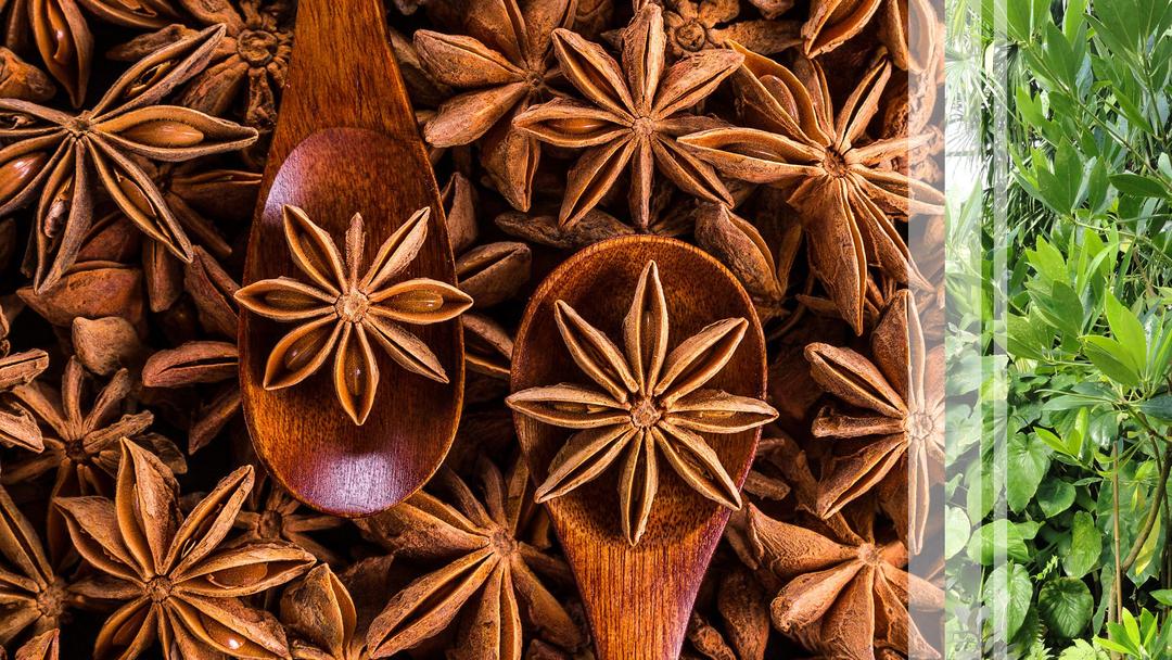 Voyage dans le jardin merveilleux des épices