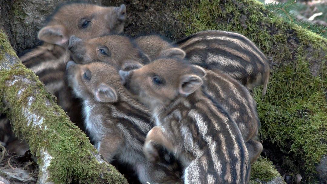 Aux quatre coins du monde, les animaux se parent de rayures