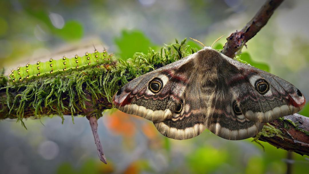 Métamorphose : de la chenille au papillon