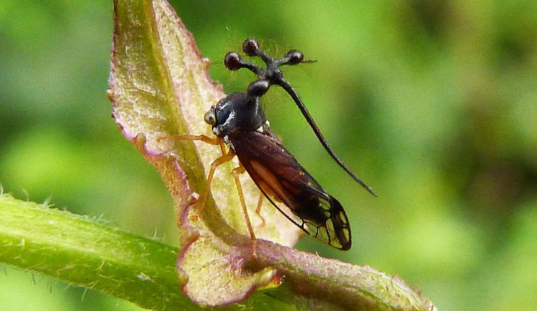 Qui sont les membracides, ces insectes stupéfiants, fascinants