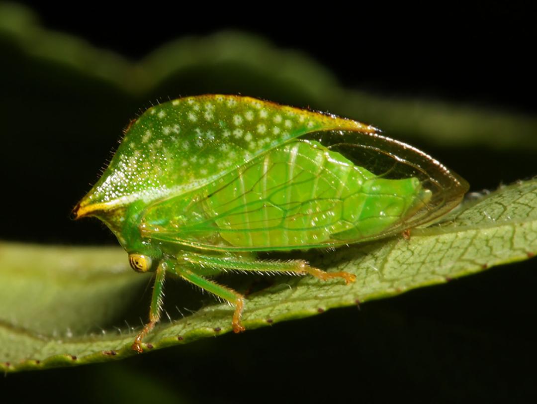 Qui sont les membracides, ces insectes stupéfiants, fascinants