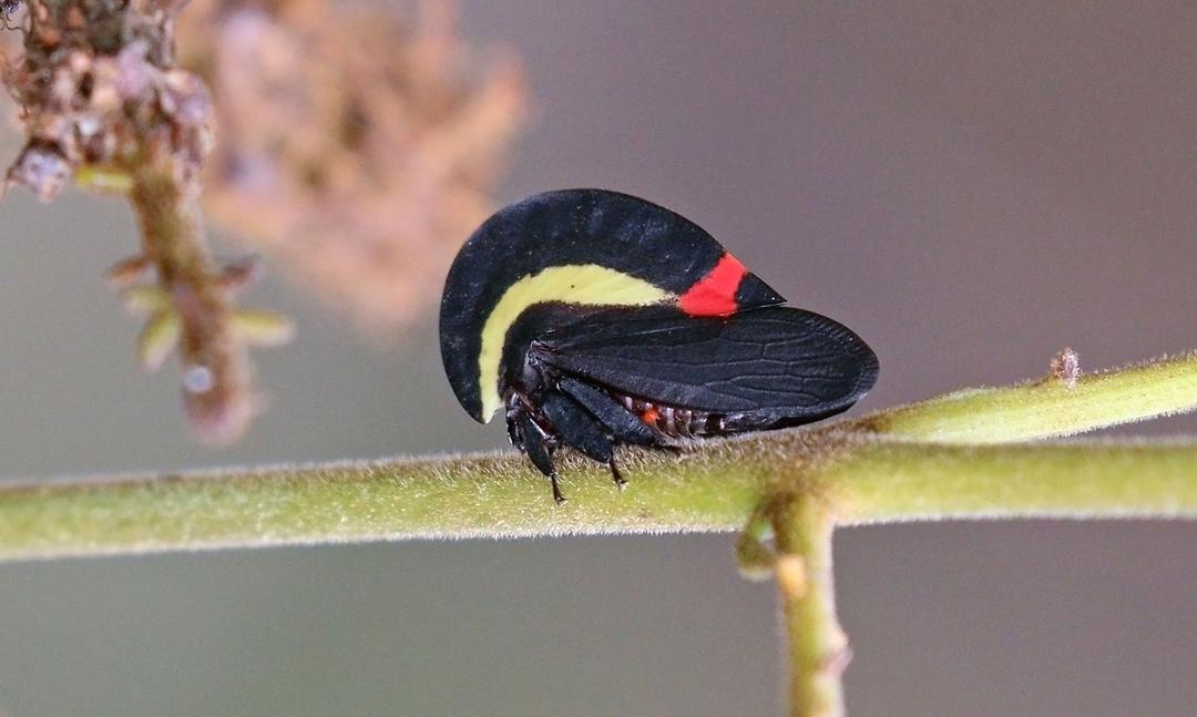 Qui sont les membracides, ces insectes stupéfiants, fascinants