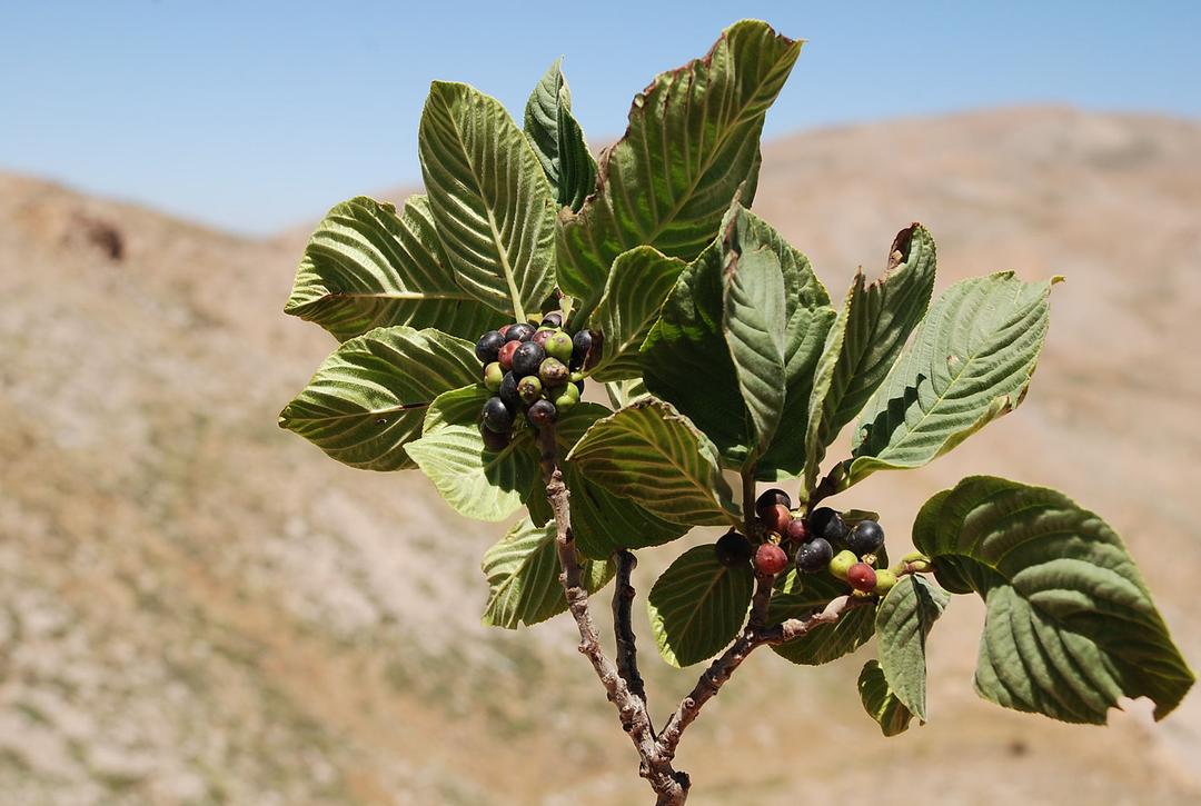 50 nuances de plantes tinctoriales : de la fleur à la teinture