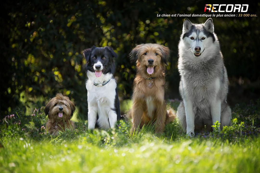 Les records du monde animal : vitesse, taille et compétence