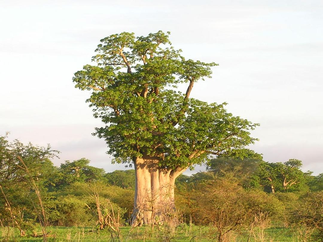 Le baobab, arbre sacré d'Afrique