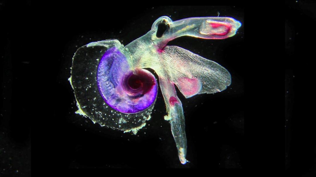 Le plancton en 17 photos avec Christian Sardet