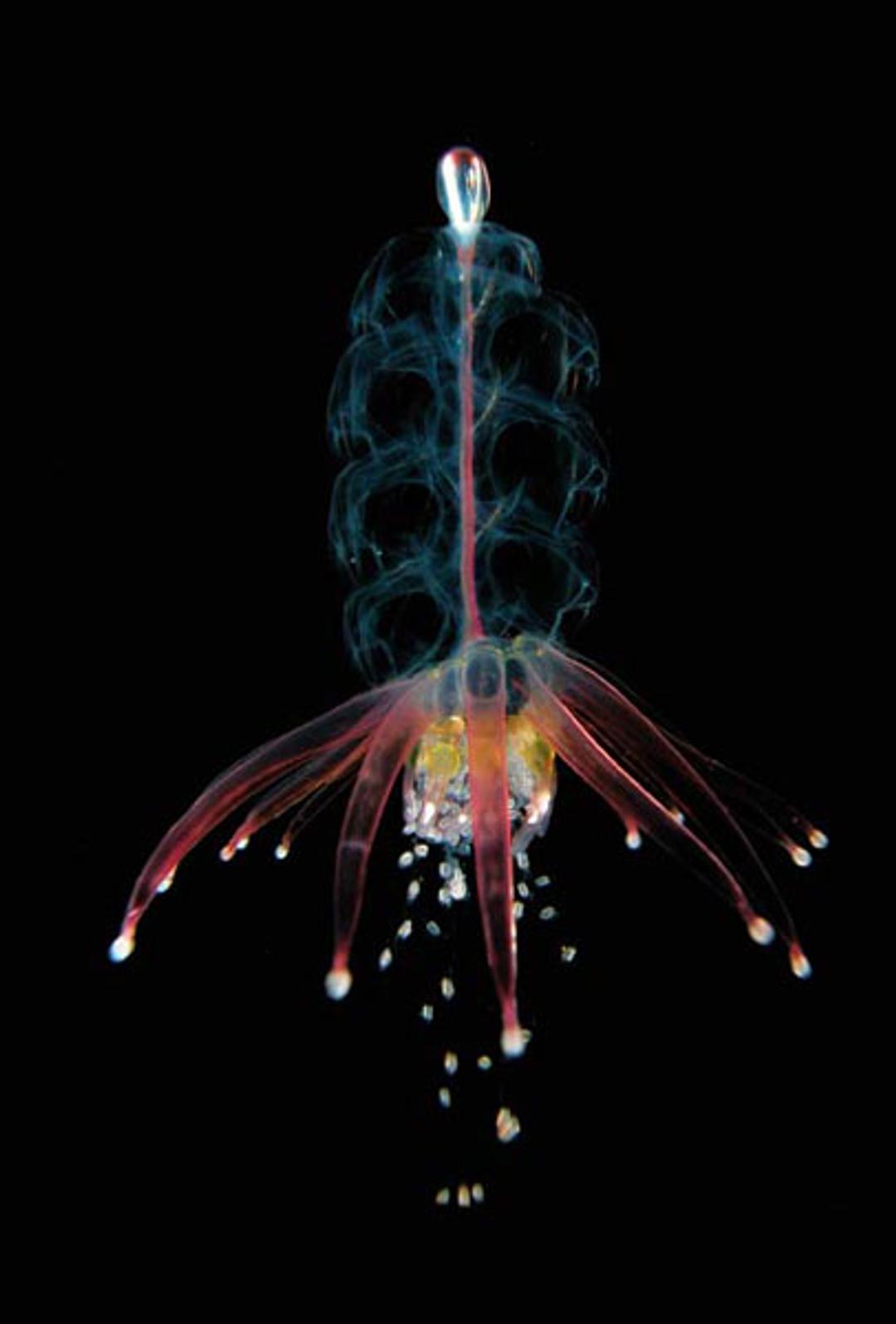 Les abysses, ces merveilles des profondeurs, en 40 photos