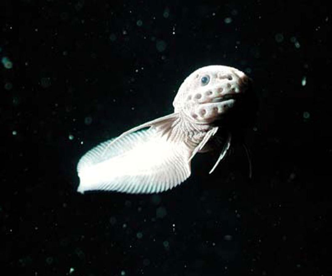 Les abysses, ces merveilles des profondeurs, en 40 photos