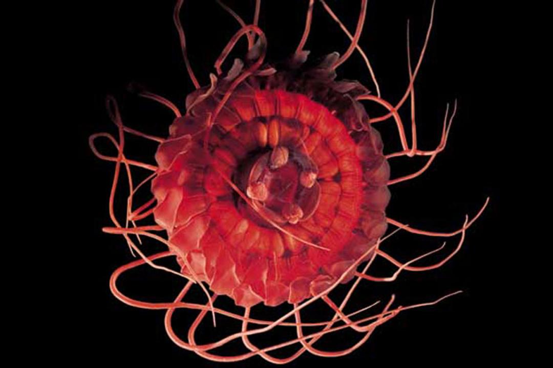 Les abysses, ces merveilles des profondeurs, en 40 photos