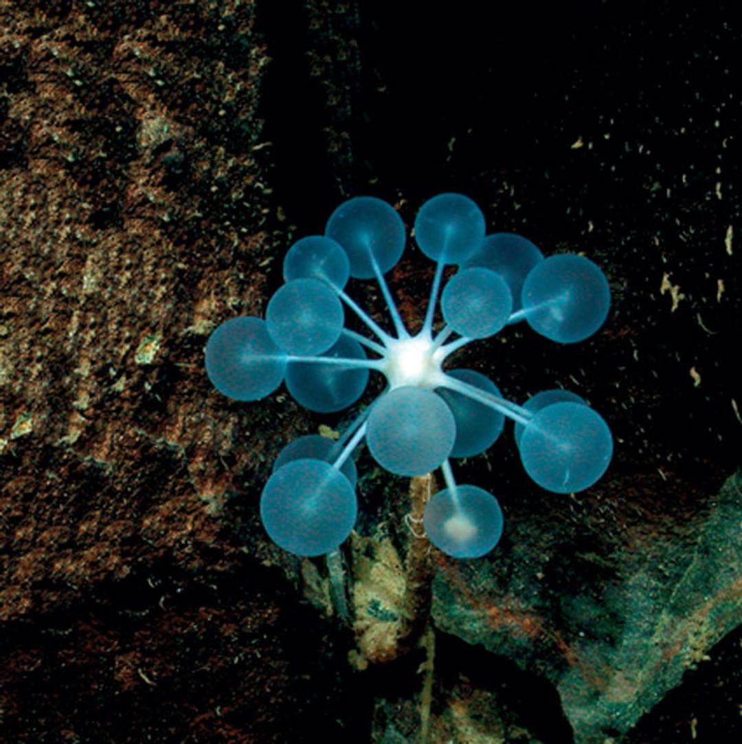 Les abysses, ces merveilles des profondeurs, en 40 photos
