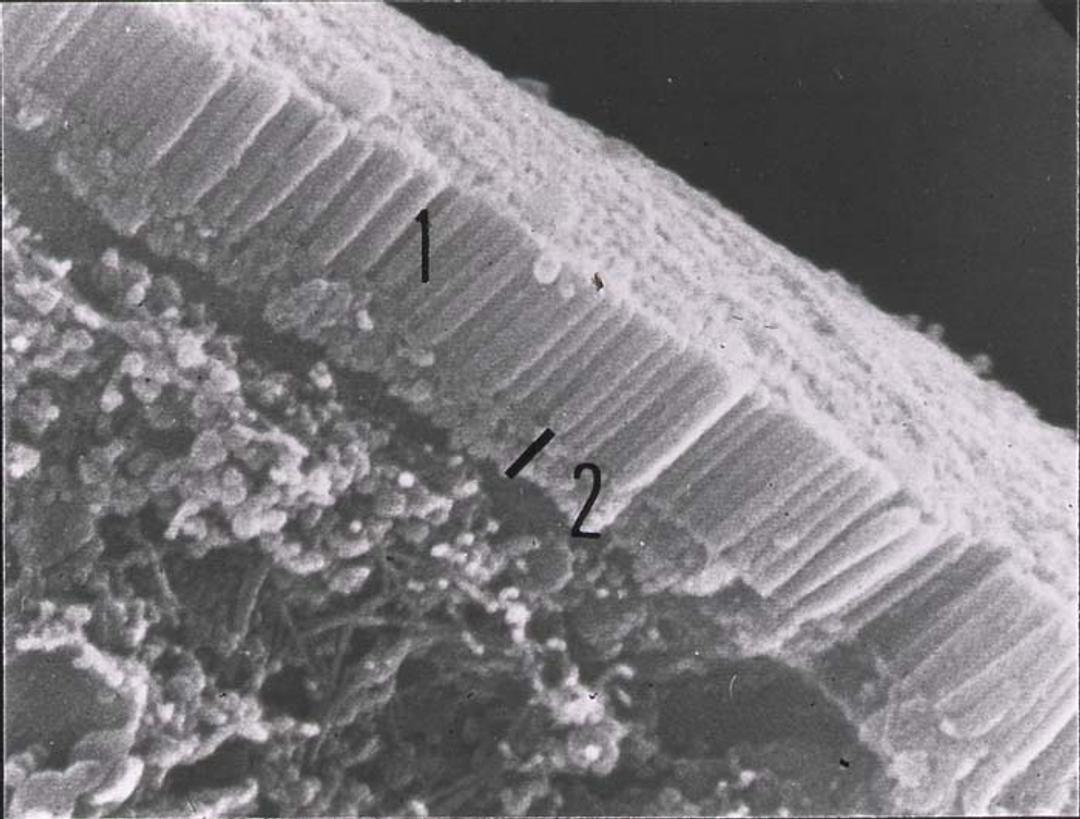Les étranges cellules humaines en 17 photos