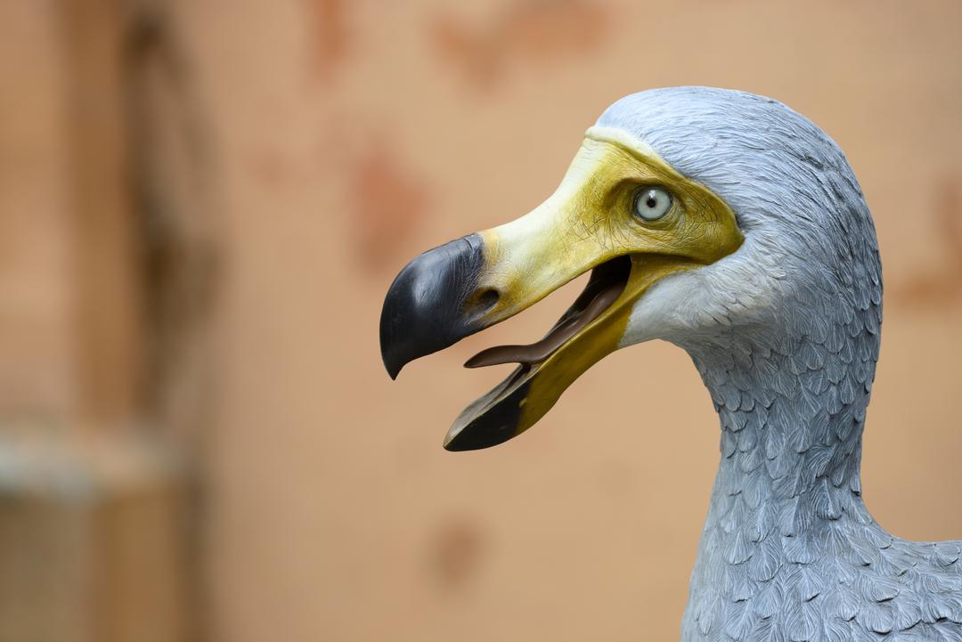 Et si tout ce qu’on pensait savoir sur le dodo était faux