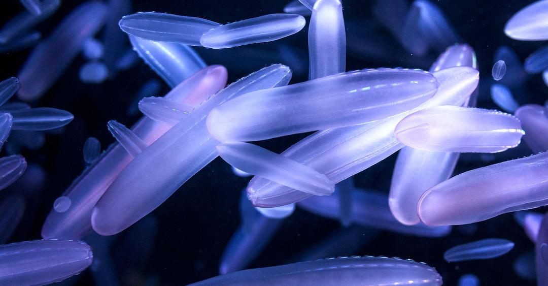 Ptéropodes : les mollusques qui nagent