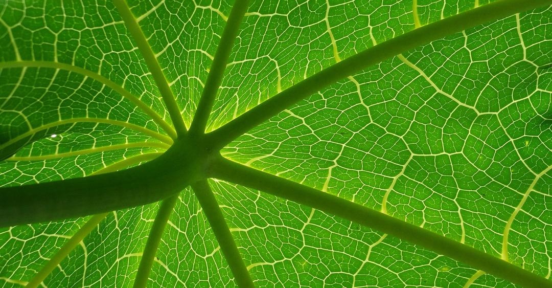 Tissus de soutien des végétaux : collenchyme et sclérenchyme