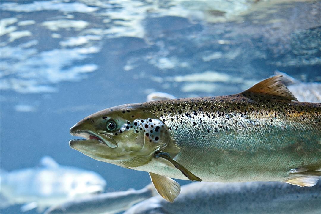 Anatomie des poissons : squelette, peau et muscles