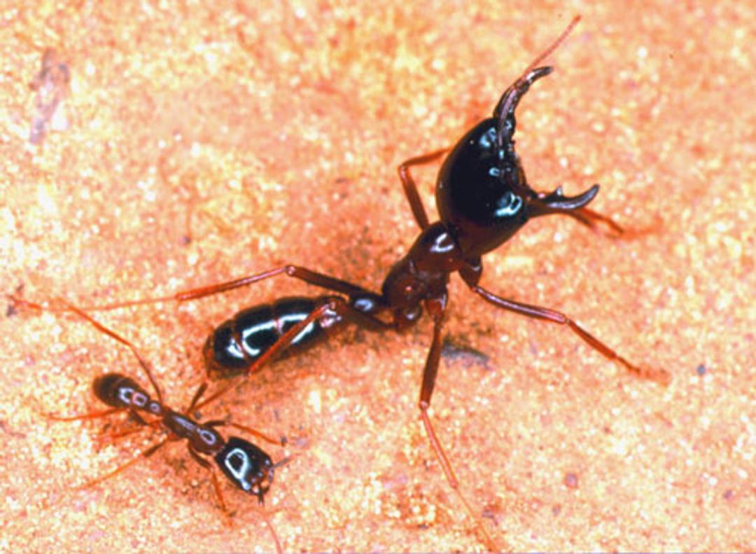 Fourmis : la division du travail entre les différentes ouvrières