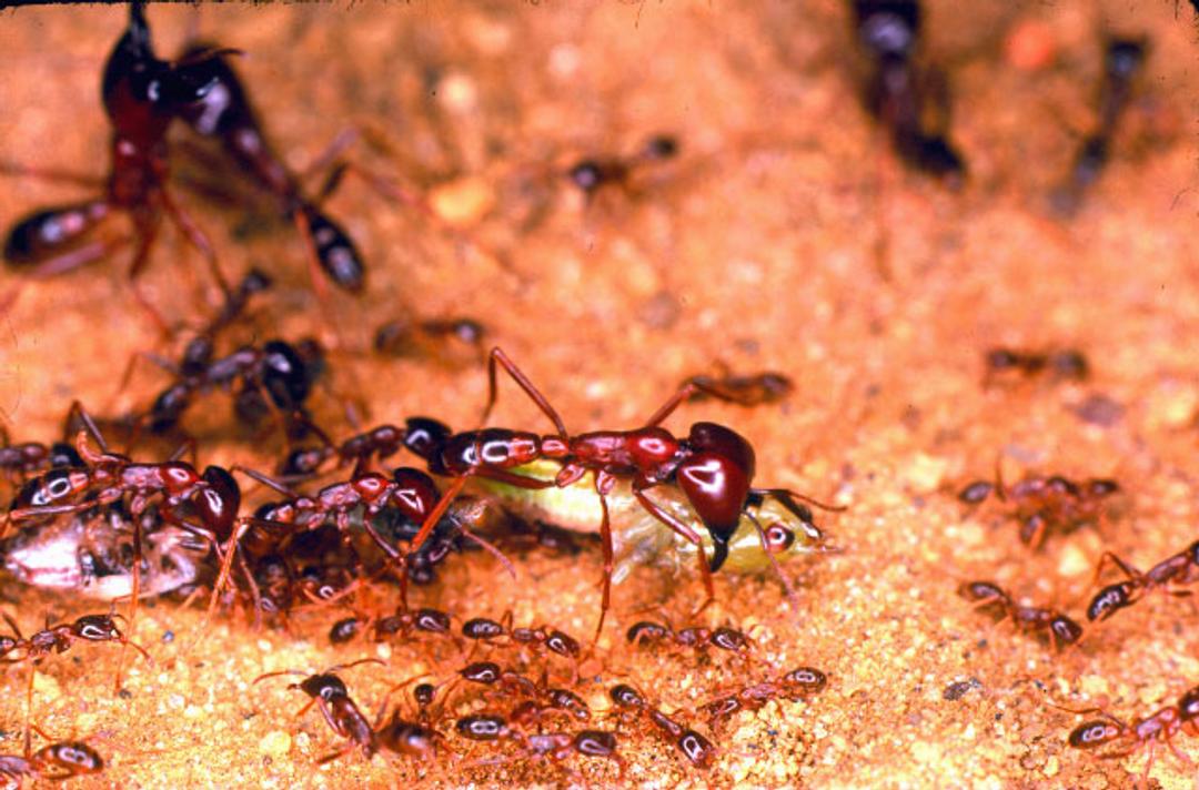 Les fourmis prédatrices : stratégies de chasse
