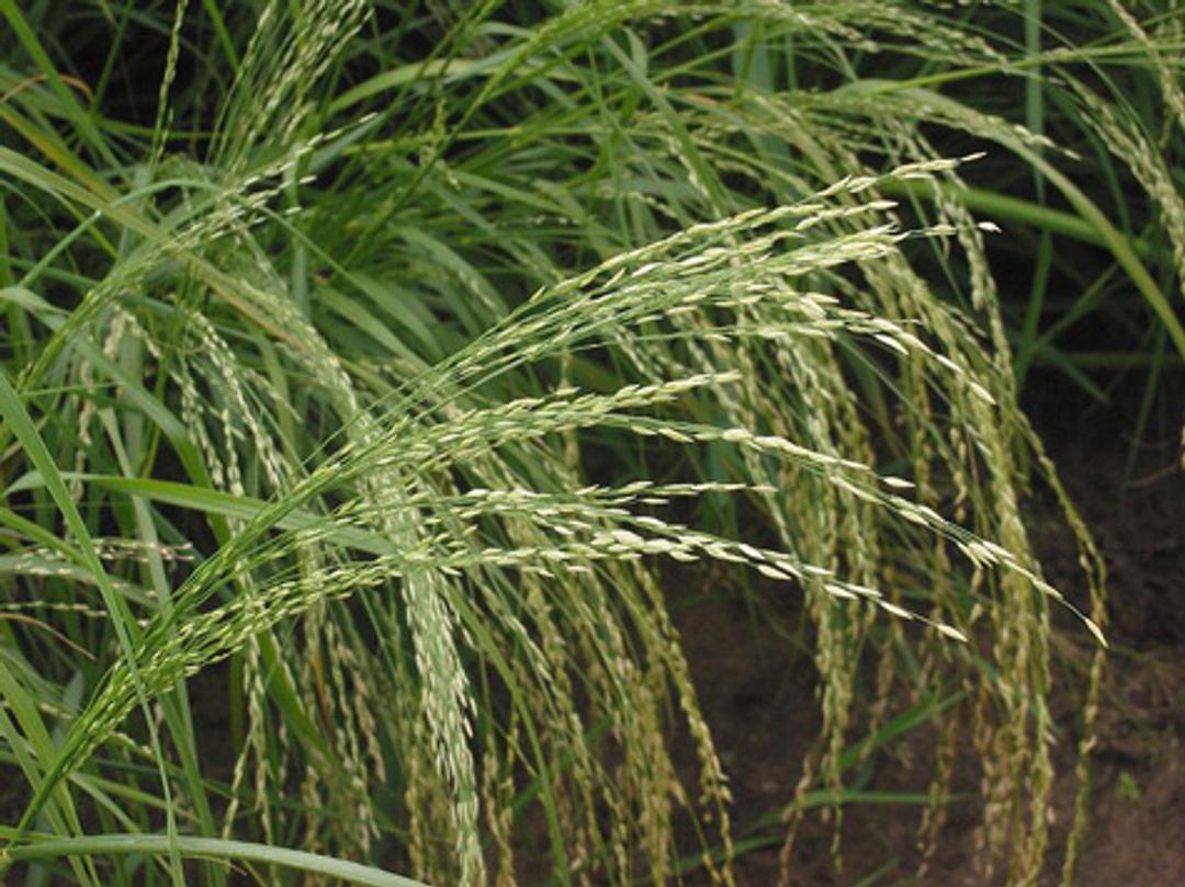 Céréale : millet et sorgho, le mil