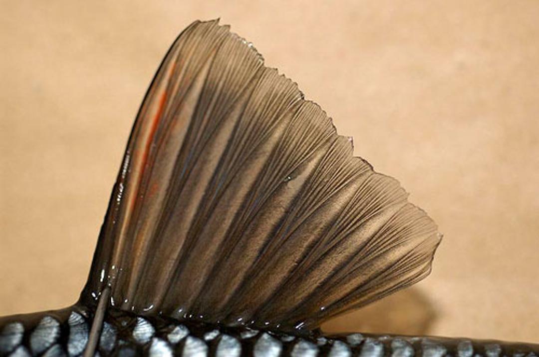 Anatomie des poissons : squelette, peau et muscles