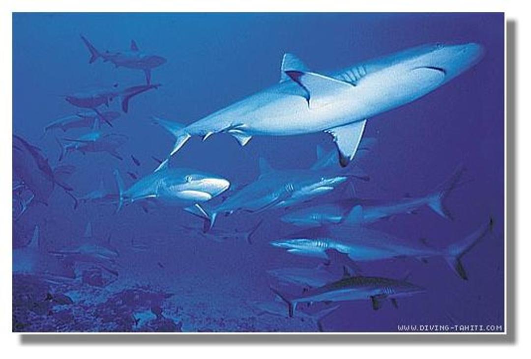 La longue histoire des requins