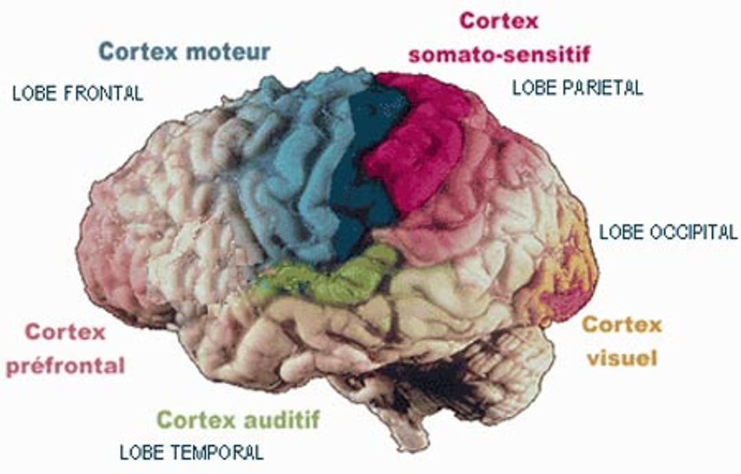 Anatomie Du Cerveau Humain