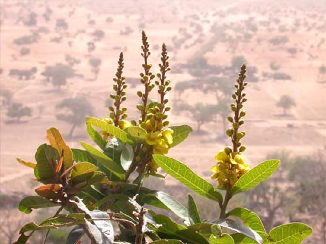 Mali, un oasis pour la biodiversité