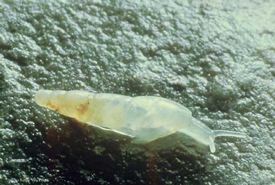 Les animaux cavernicoles actuels : trogloxènes, troglophiles et troglobies