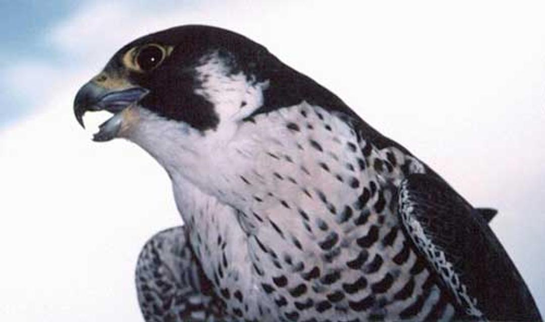 Caractéristiques des rapaces et anatomie : becs, pattes, yeux…