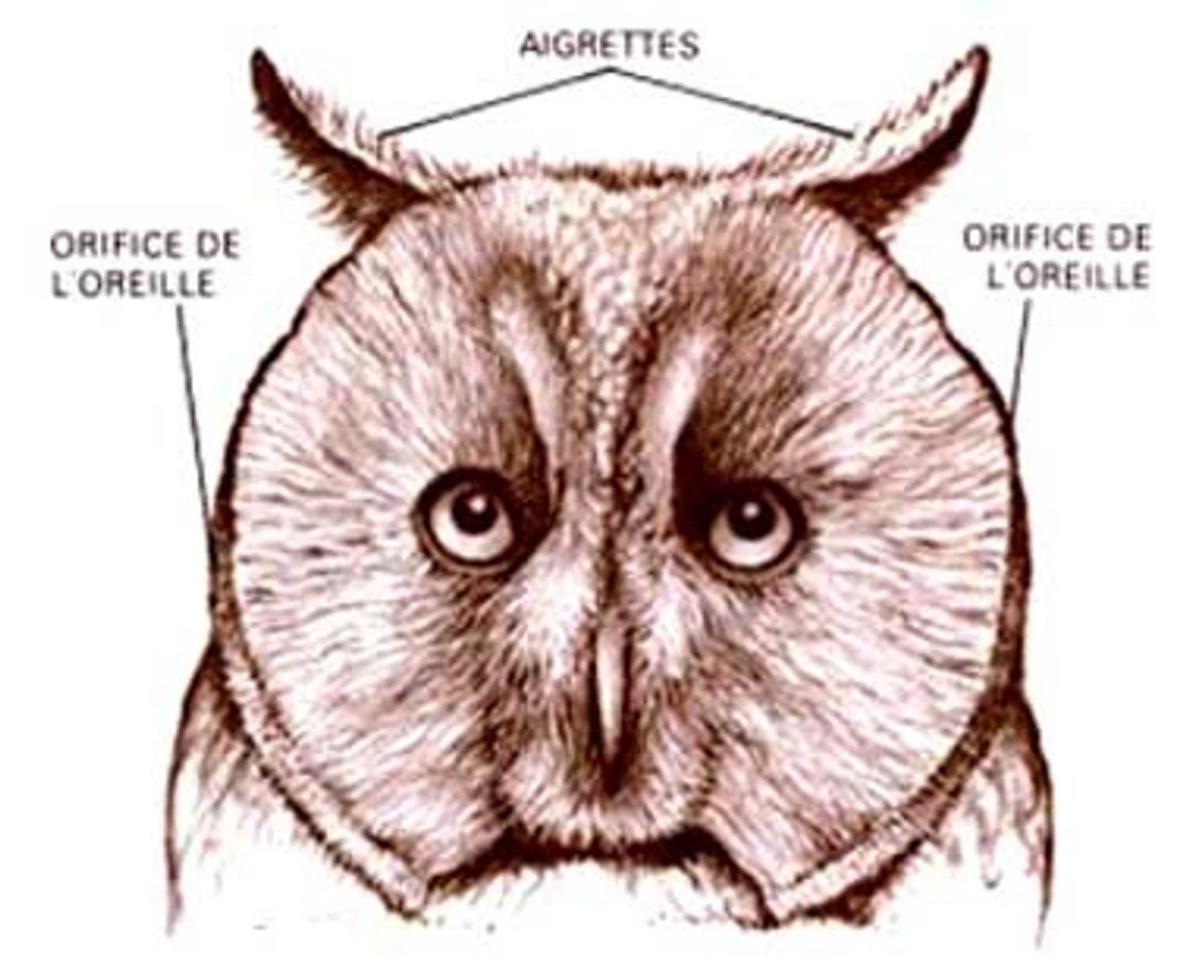 Caractéristiques des rapaces et anatomie : becs, pattes, yeux…