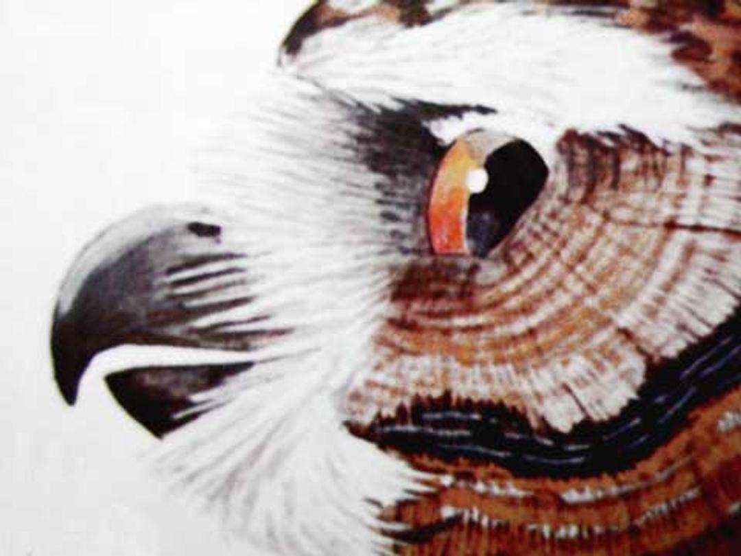 Caractéristiques des rapaces et anatomie : becs, pattes, yeux…