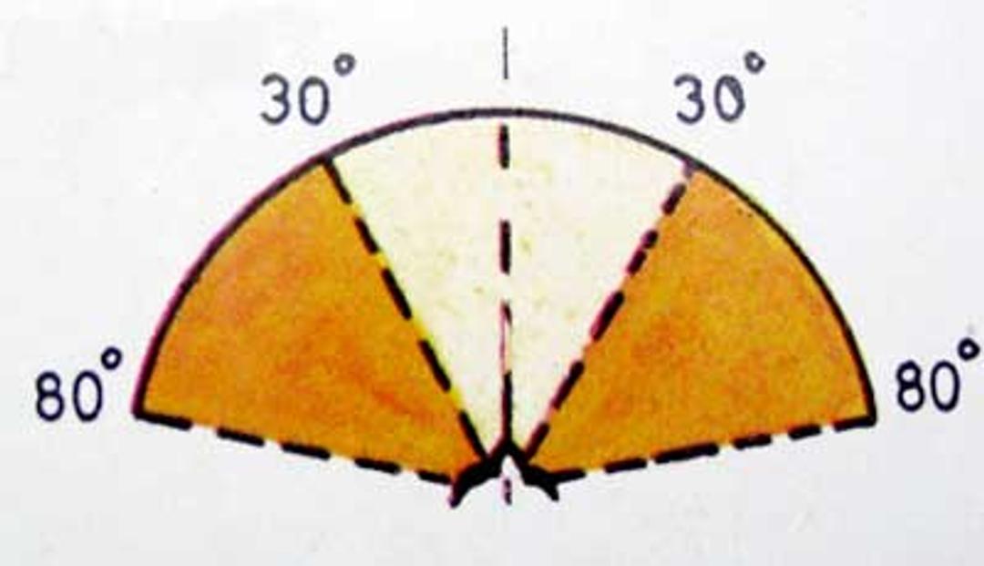 Caractéristiques des rapaces et anatomie : becs, pattes, yeux…
