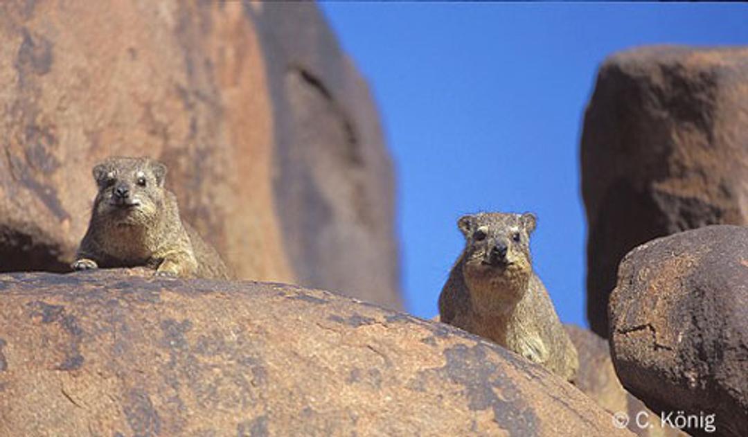 Caractères anatomiques généraux du daman