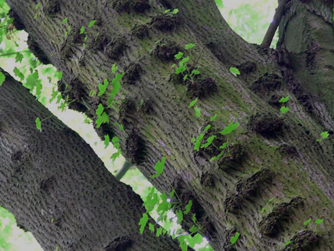 Pas de bourgeon, pas de forêt