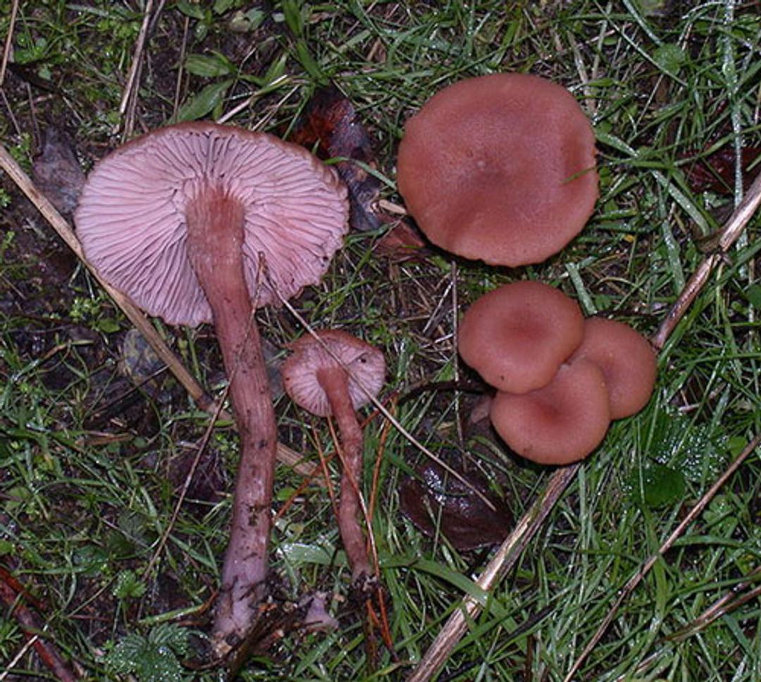 Symbiose arbres-champignons : ectomycorhizes et endomycorhizes