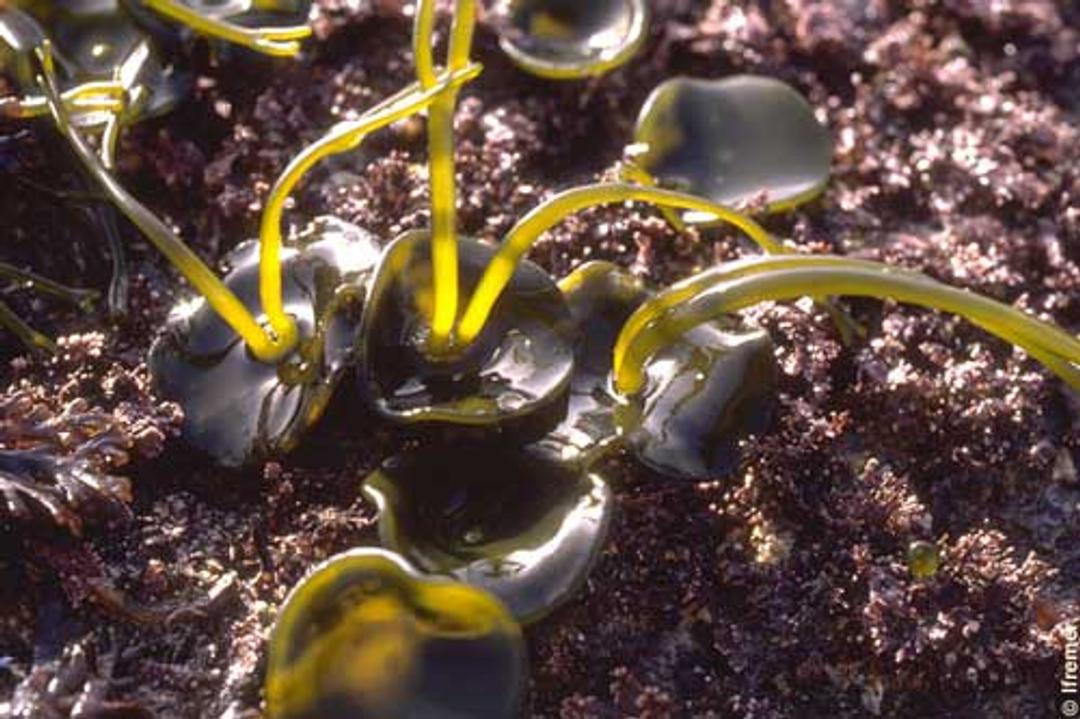 Structure et reproduction des algues