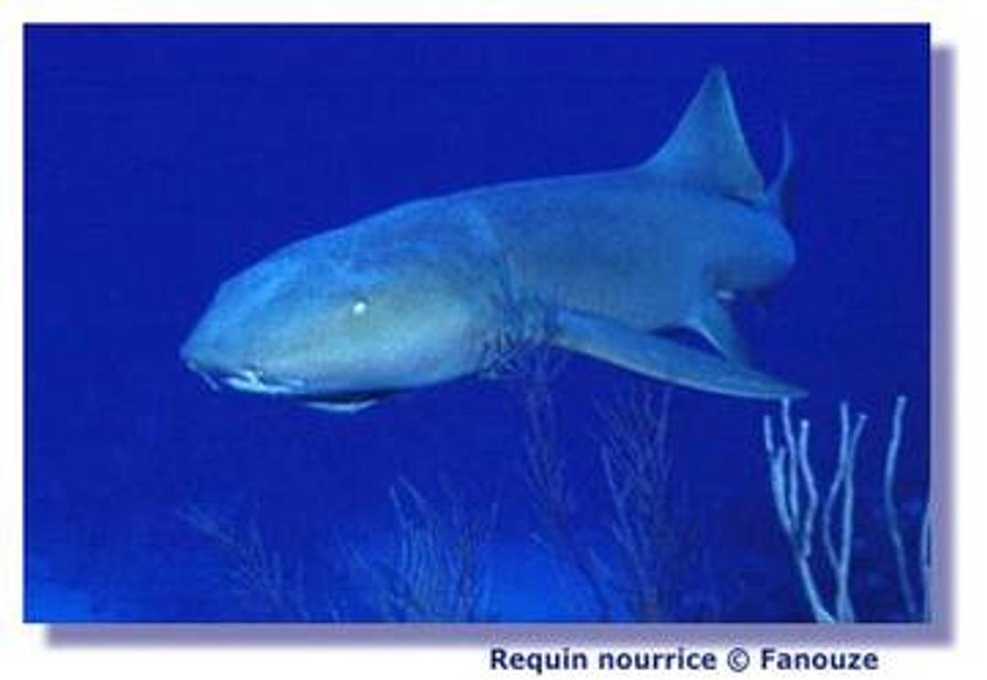 La reproduction des requins