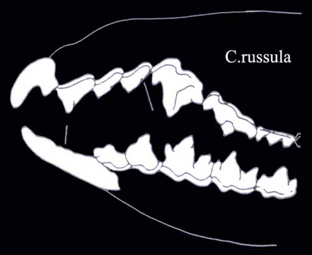 Musaraignes à dents blanches, sous famille des Crocidurinae