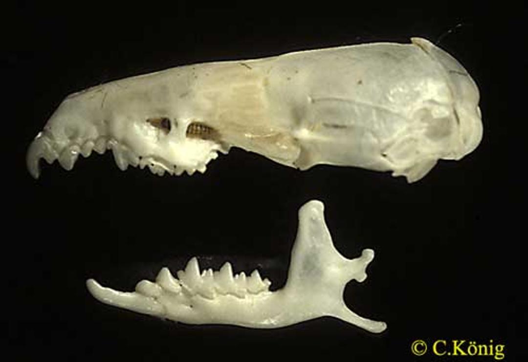 Musaraignes à dents blanches, sous famille des Crocidurinae