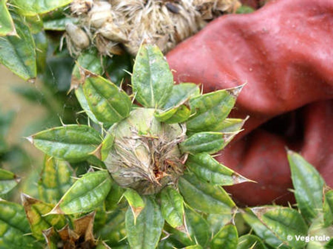 Les colorants organiques : couleurs animales et végétales